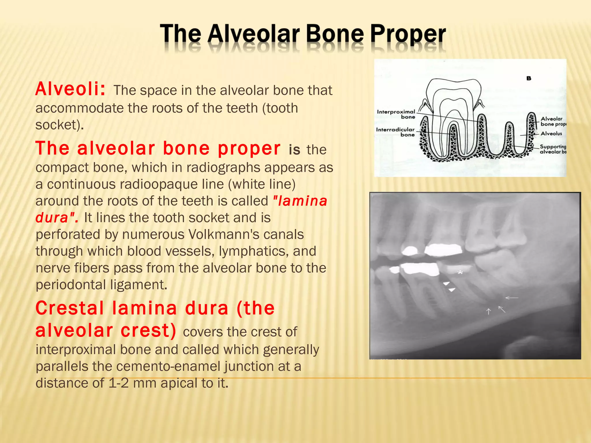 Anatomy of the Periodontium | PPT