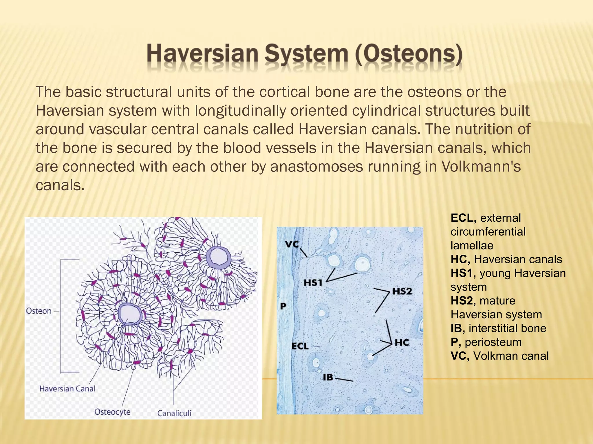 Anatomy of the Periodontium | PPT
