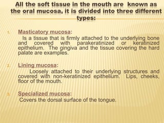 Anatomy of the Periodontium | PPT