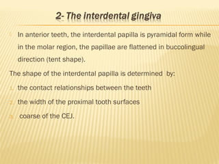 Anatomy of the Periodontium | PPT