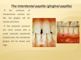 Anatomy of the Periodontium | PPT