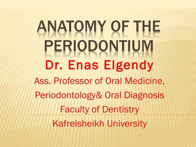 Anatomy of the Periodontium | PPT