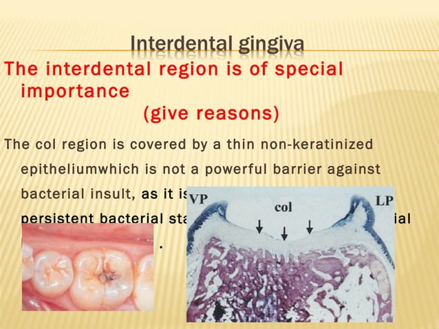 Anatomy of the Periodontium | PPT