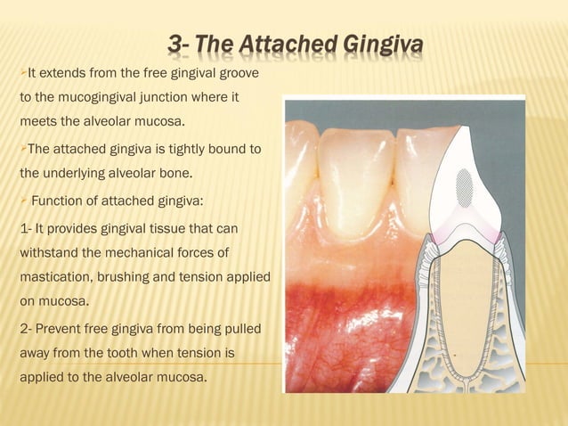 Anatomy of the Periodontium | PPT