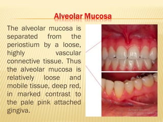 Anatomy of the Periodontium | PPT