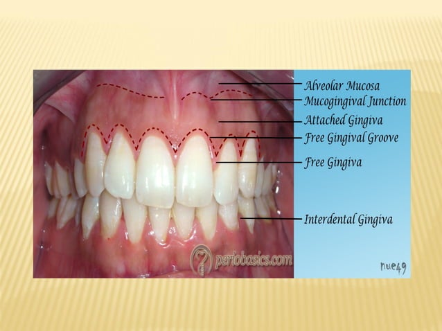 Anatomy of the Periodontium | PPT