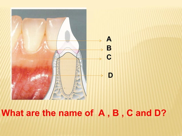 Anatomy of the Periodontium | PPT