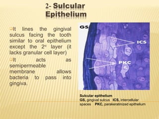 Anatomy of the Periodontium | PPT