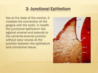 Anatomy of the Periodontium | PPT