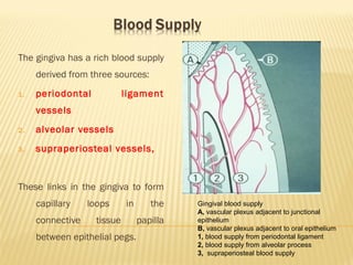 Anatomy of the Periodontium | PPT