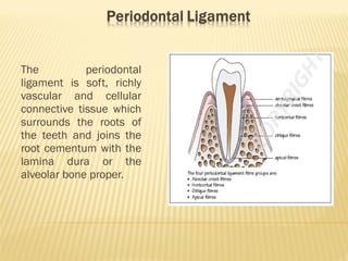 Anatomy of the Periodontium | PPT
