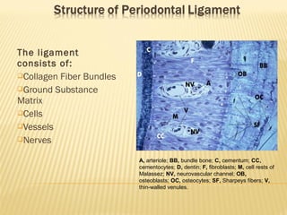Anatomy of the Periodontium | PPT