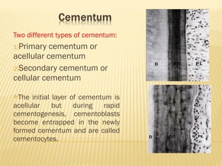 Anatomy of the Periodontium | PPT