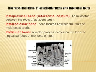 Anatomy of the Periodontium | PPT
