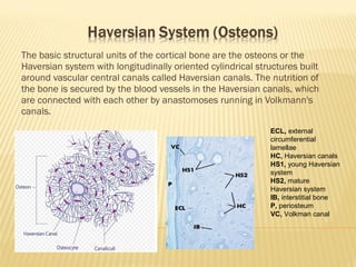 Anatomy of the Periodontium | PPT