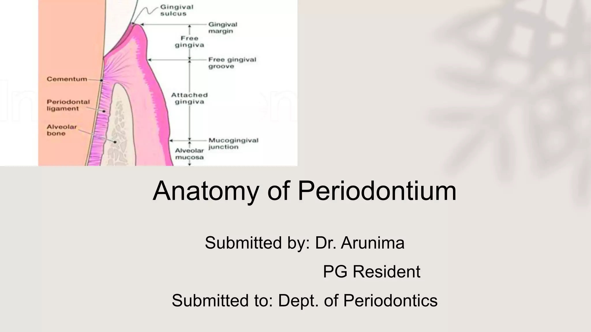 Anatomy of periodontium | PPTX