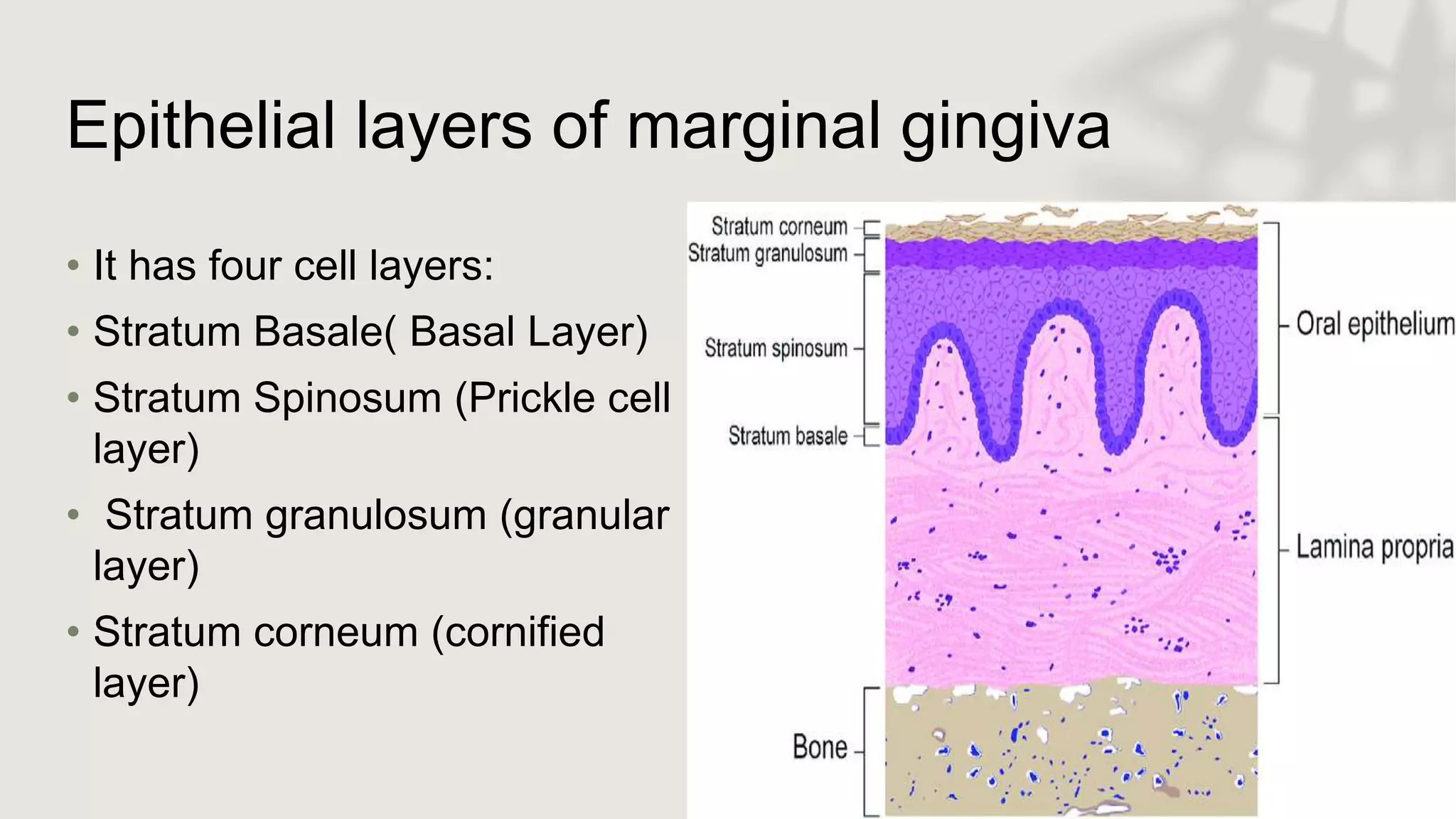 Anatomy of periodontium | PPTX