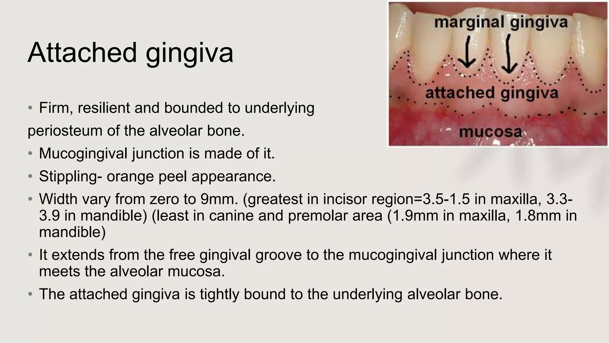 Anatomy of periodontium | PPTX