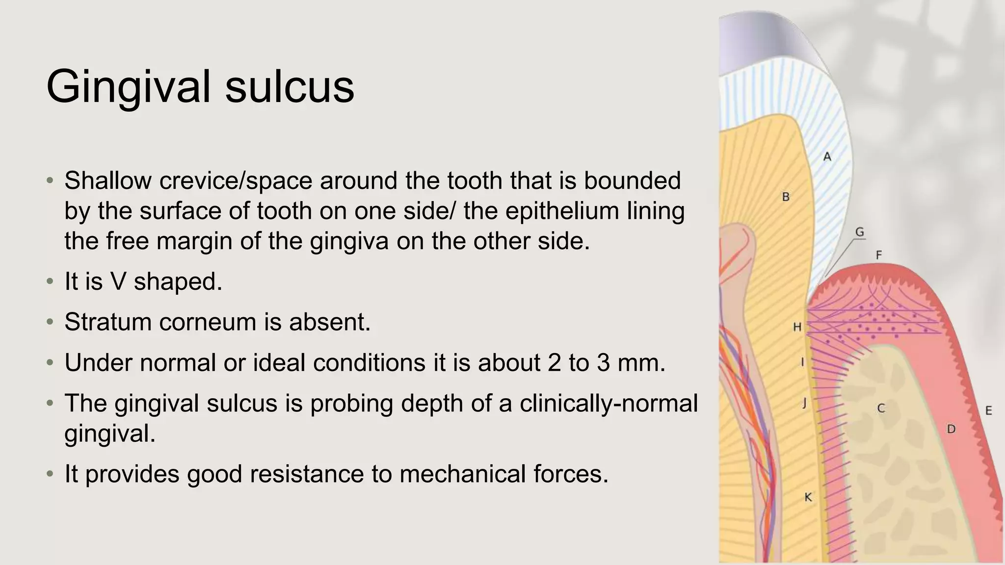 Anatomy of periodontium | PPTX