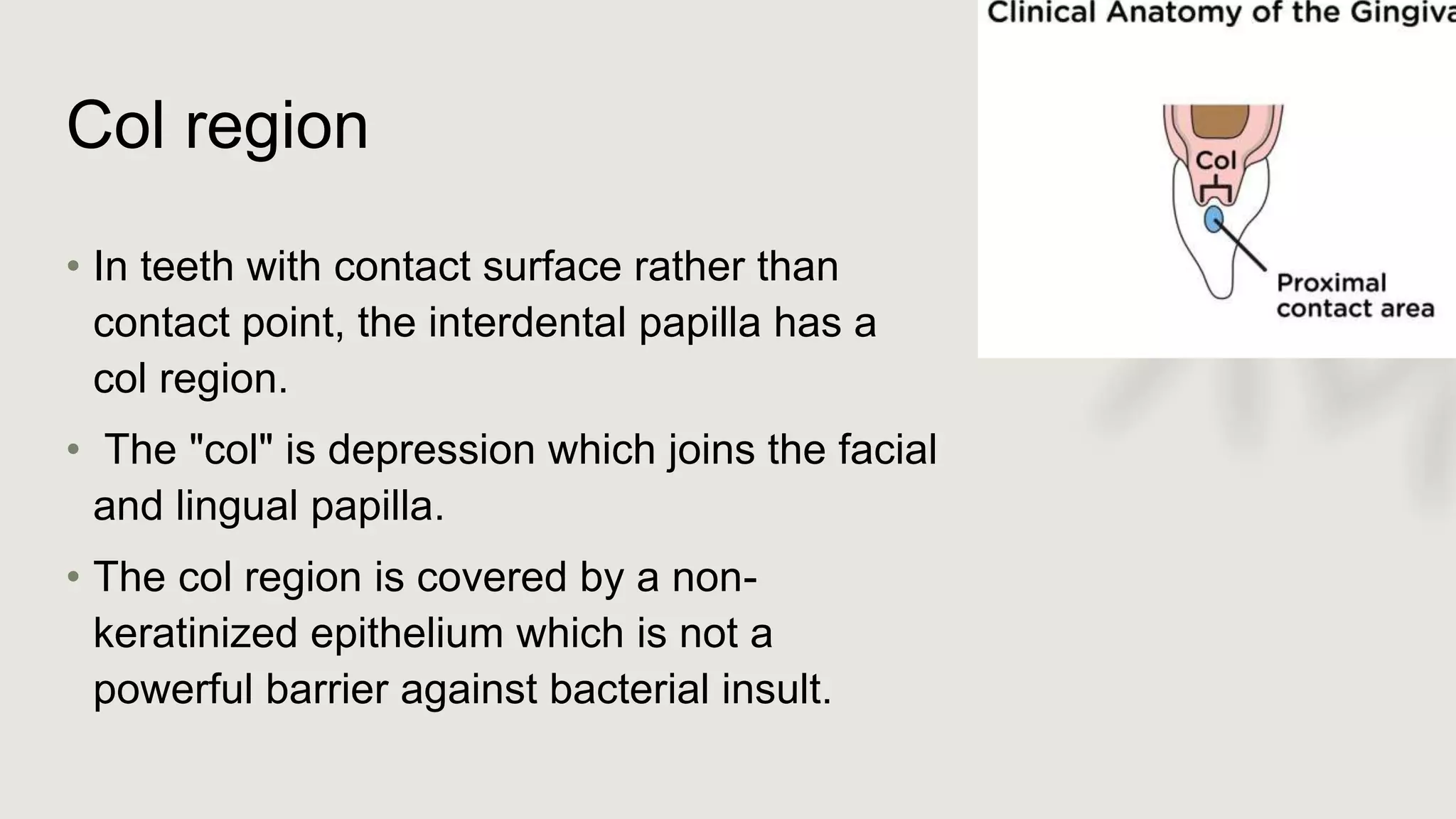 Anatomy of periodontium | PPTX