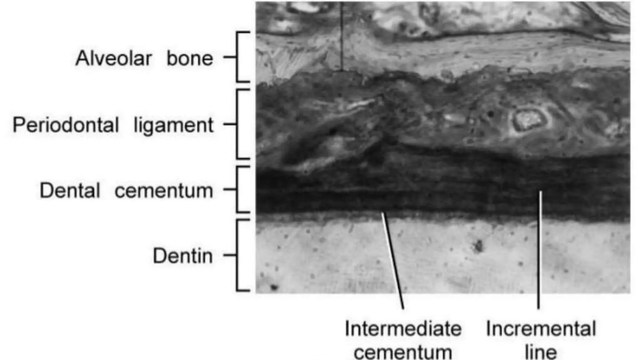 Anatomy of periodontium | PPTX