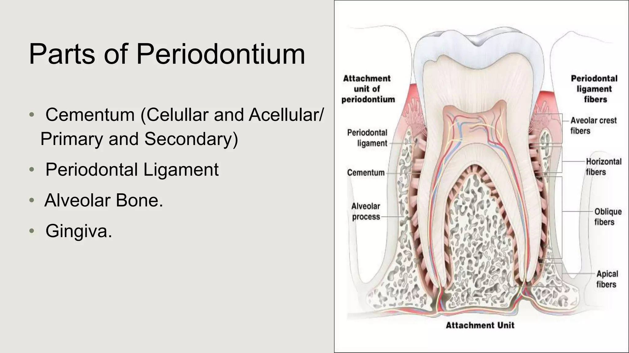 Anatomy of periodontium | PPTX