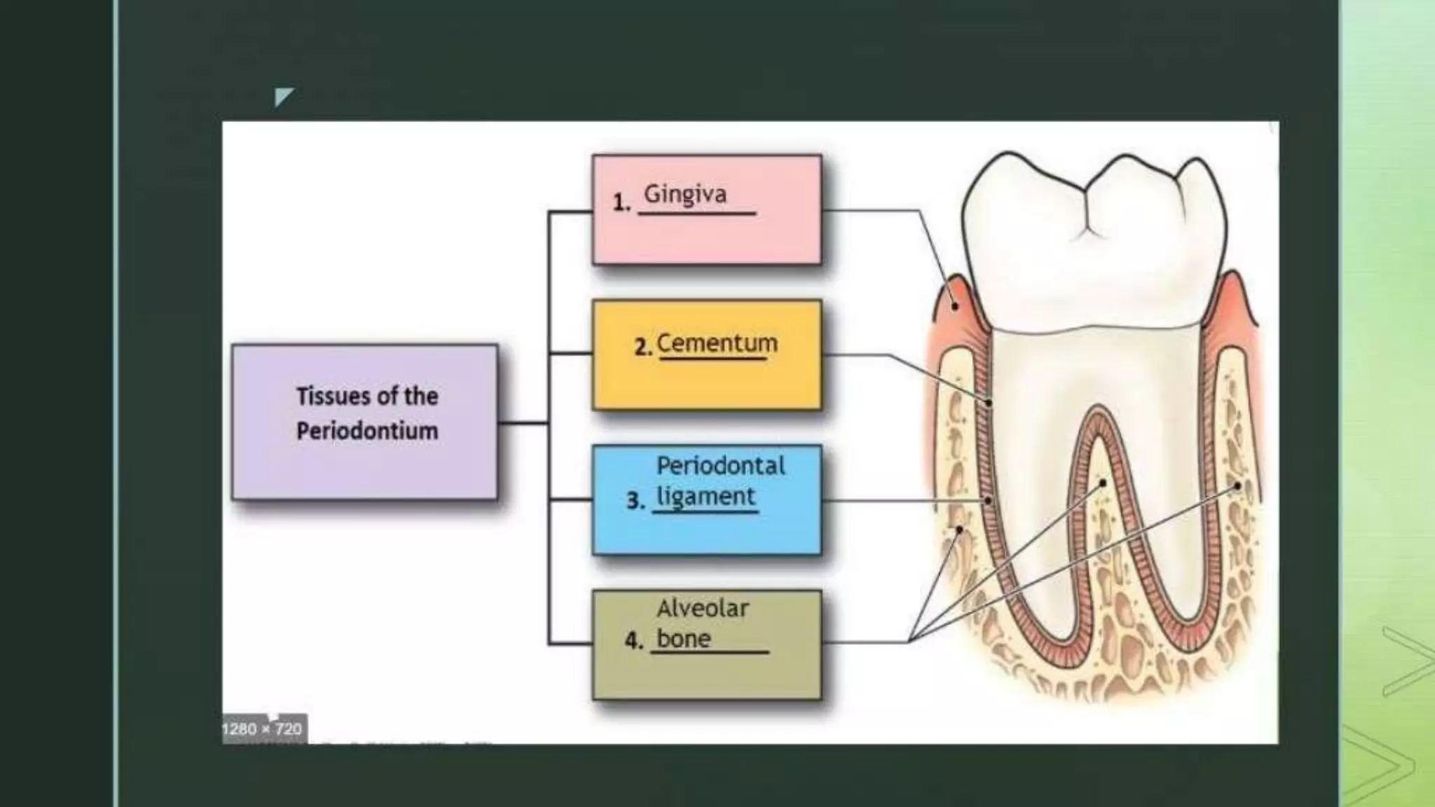 Anatomy of periodontium | PPTX