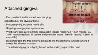 Anatomy of periodontium | PPTX