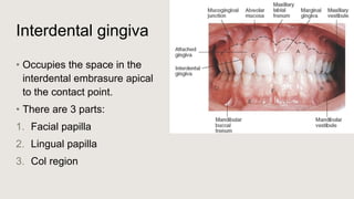 Anatomy of periodontium | PPTX