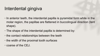 Anatomy of periodontium | PPTX