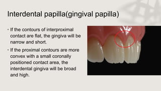 Anatomy of periodontium | PPTX