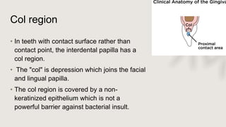 Anatomy of periodontium | PPTX
