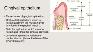 Anatomy of periodontium | PPTX