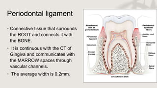Anatomy of periodontium | PPTX