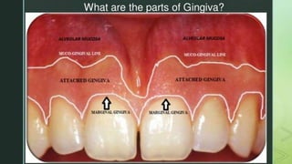 Anatomy of periodontium | PPTX