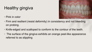 Anatomy of periodontium | PPTX