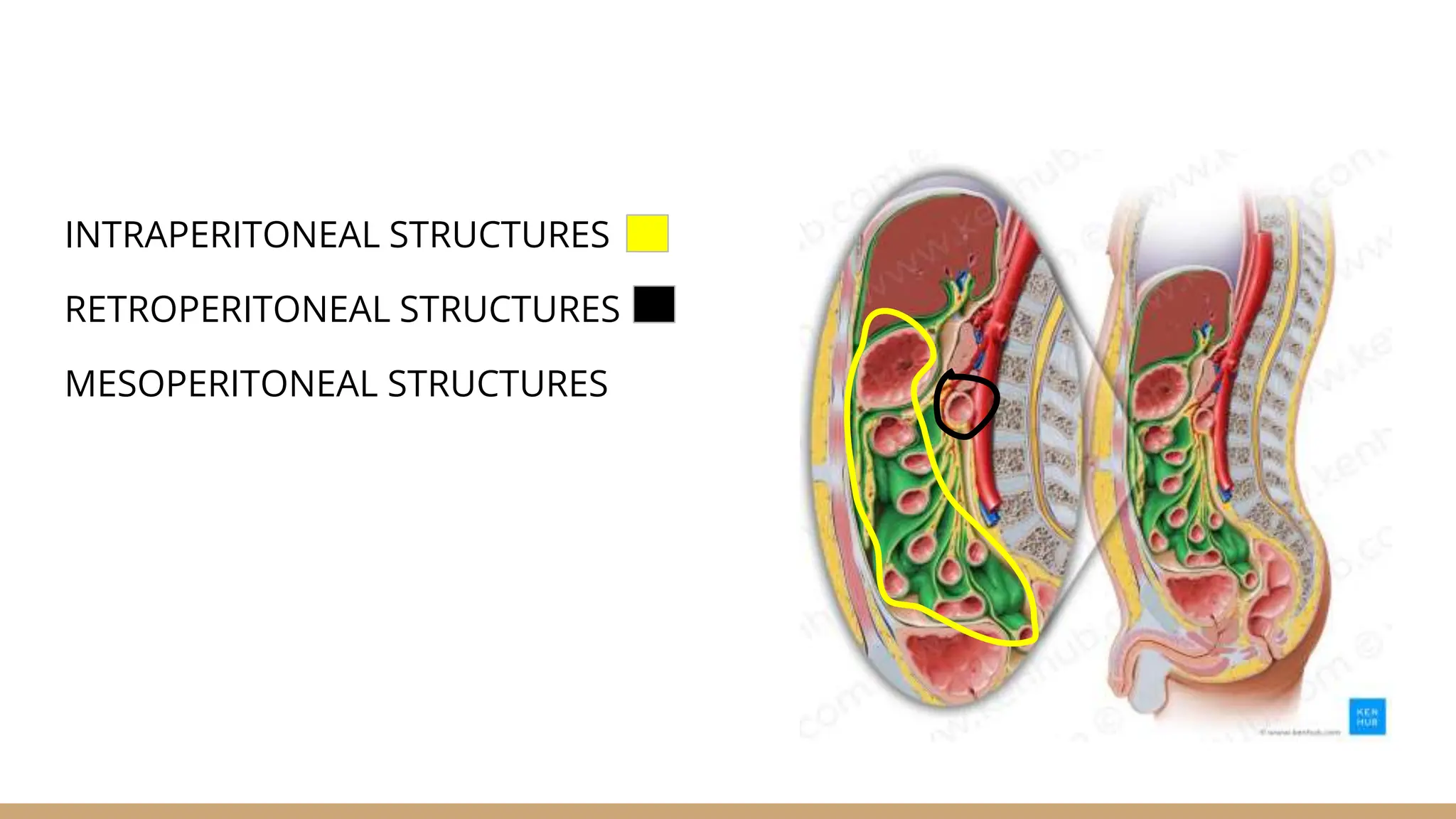 EXPLANATION OF ANATOMY OF PERITONEAL CAVITY.pptx