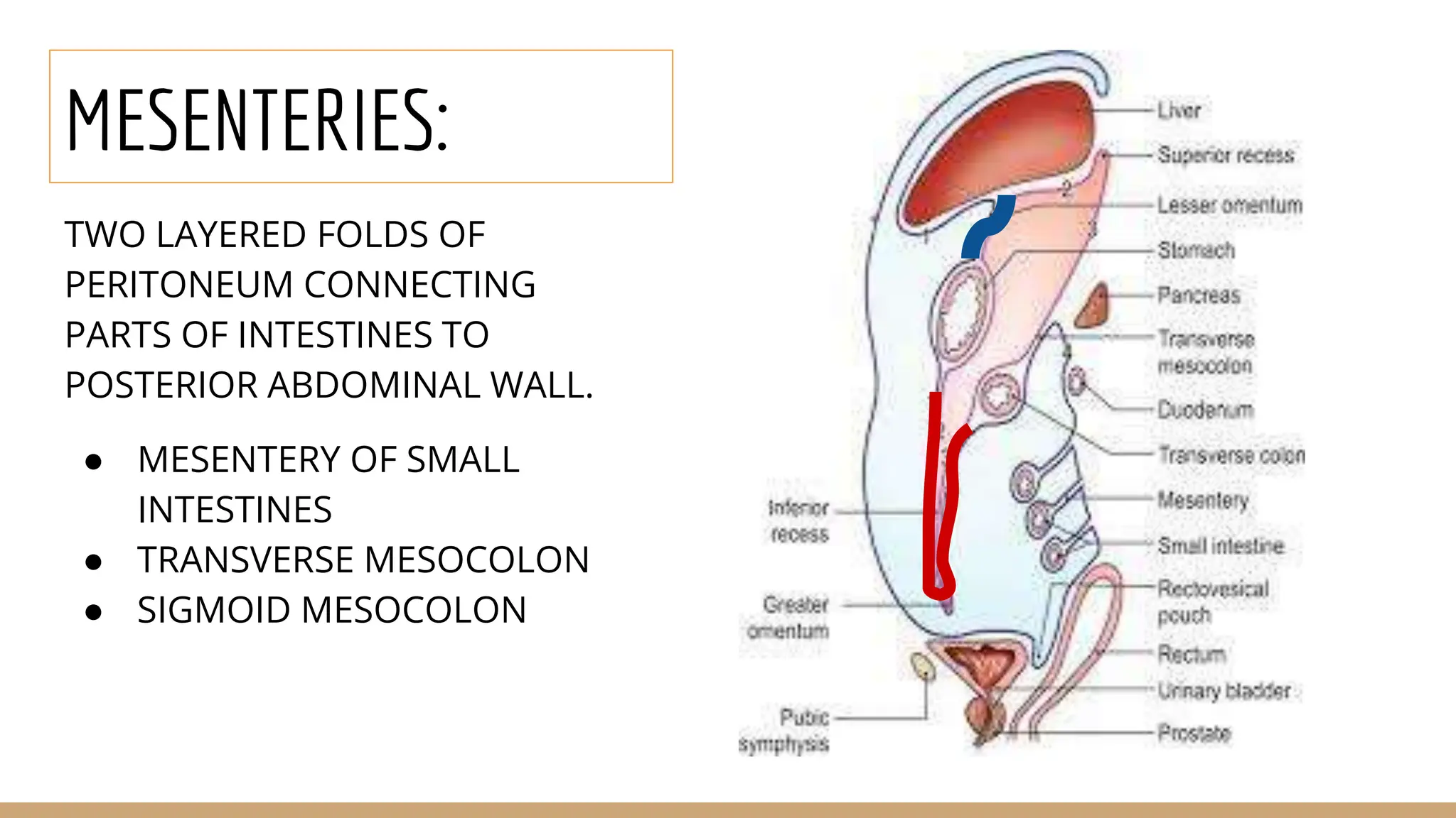 EXPLANATION OF ANATOMY OF PERITONEAL CAVITY.pptx