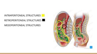 EXPLANATION OF ANATOMY OF PERITONEAL CAVITY.pptx