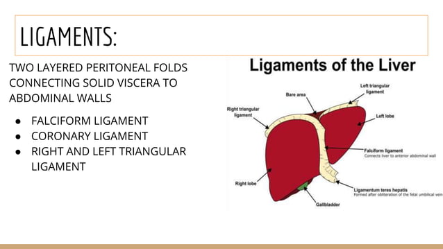 EXPLANATION OF ANATOMY OF PERITONEAL CAVITY.pptx