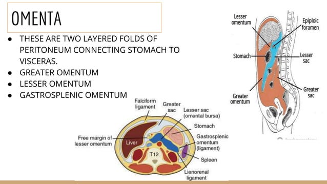 EXPLANATION OF ANATOMY OF PERITONEAL CAVITY.pptx