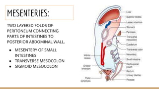 EXPLANATION OF ANATOMY OF PERITONEAL CAVITY.pptx