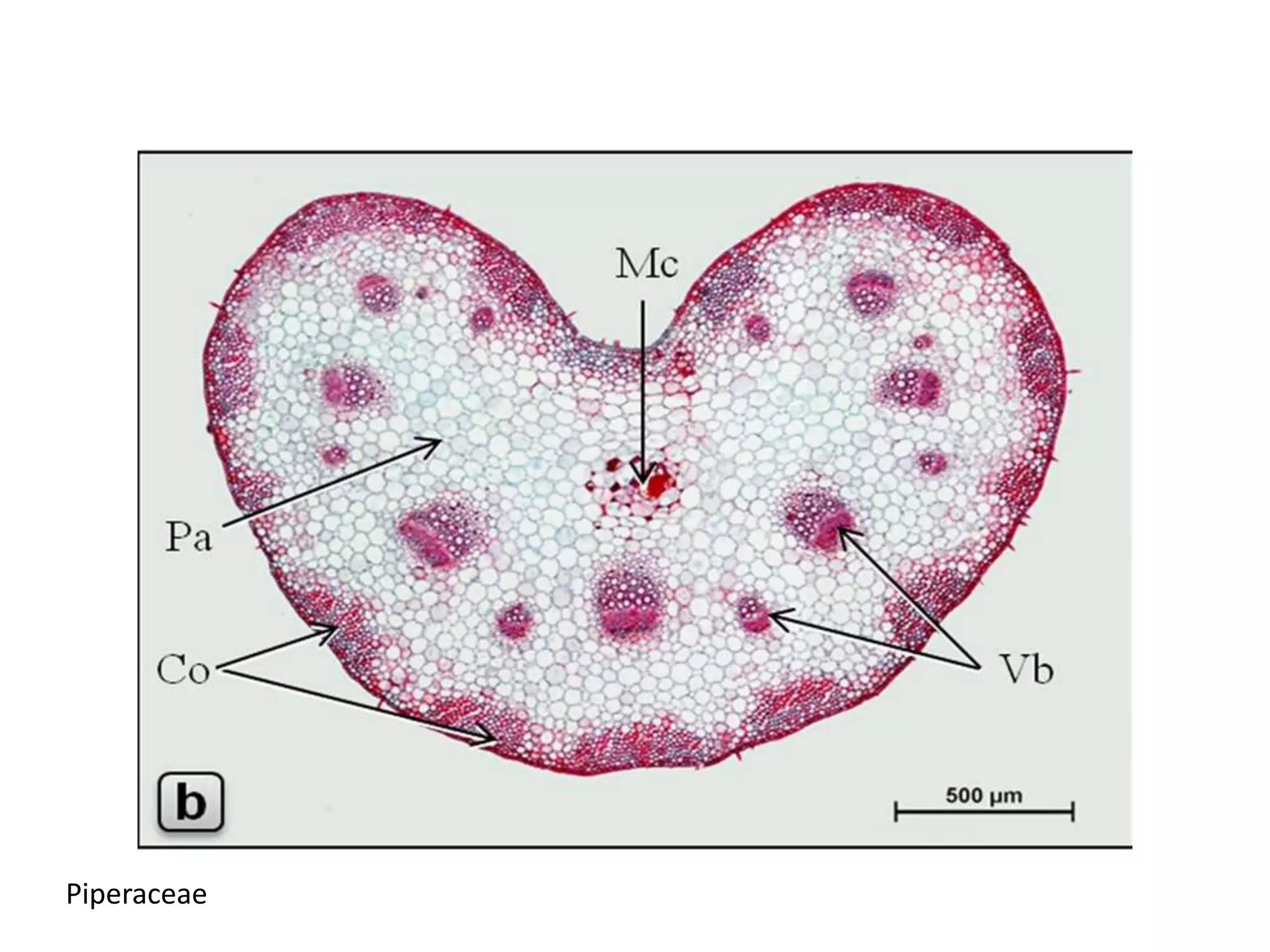 Anatomy of petiole | PPTX