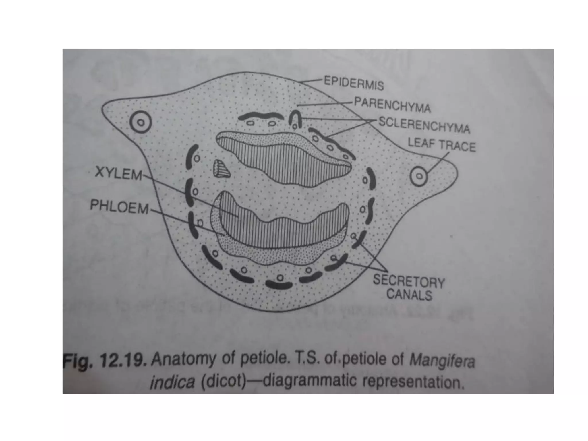 Anatomy of petiole | PPTX