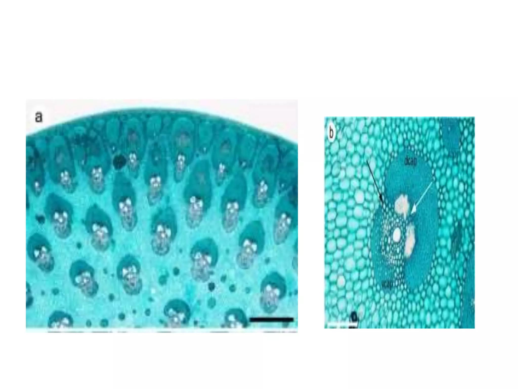 Anatomy of petiole | PPTX