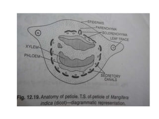 Anatomy of petiole | PPTX