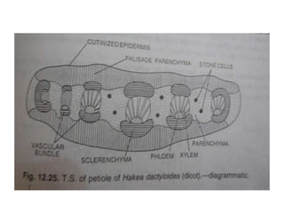 Anatomy of petiole | PPTX