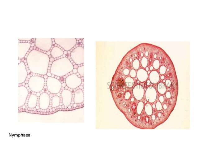 Anatomy of petiole | PPTX