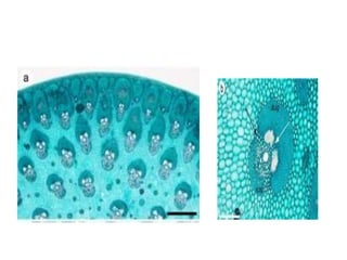 Anatomy of petiole | PPTX