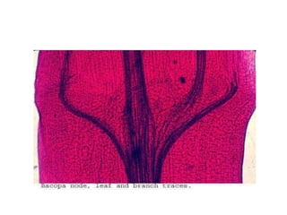 Anatomy of petiole | PPTX